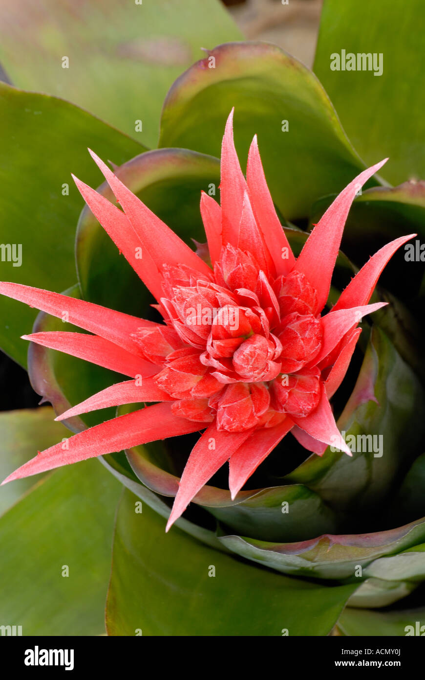 Bromeliad in bloom Stock Photo - Alamy