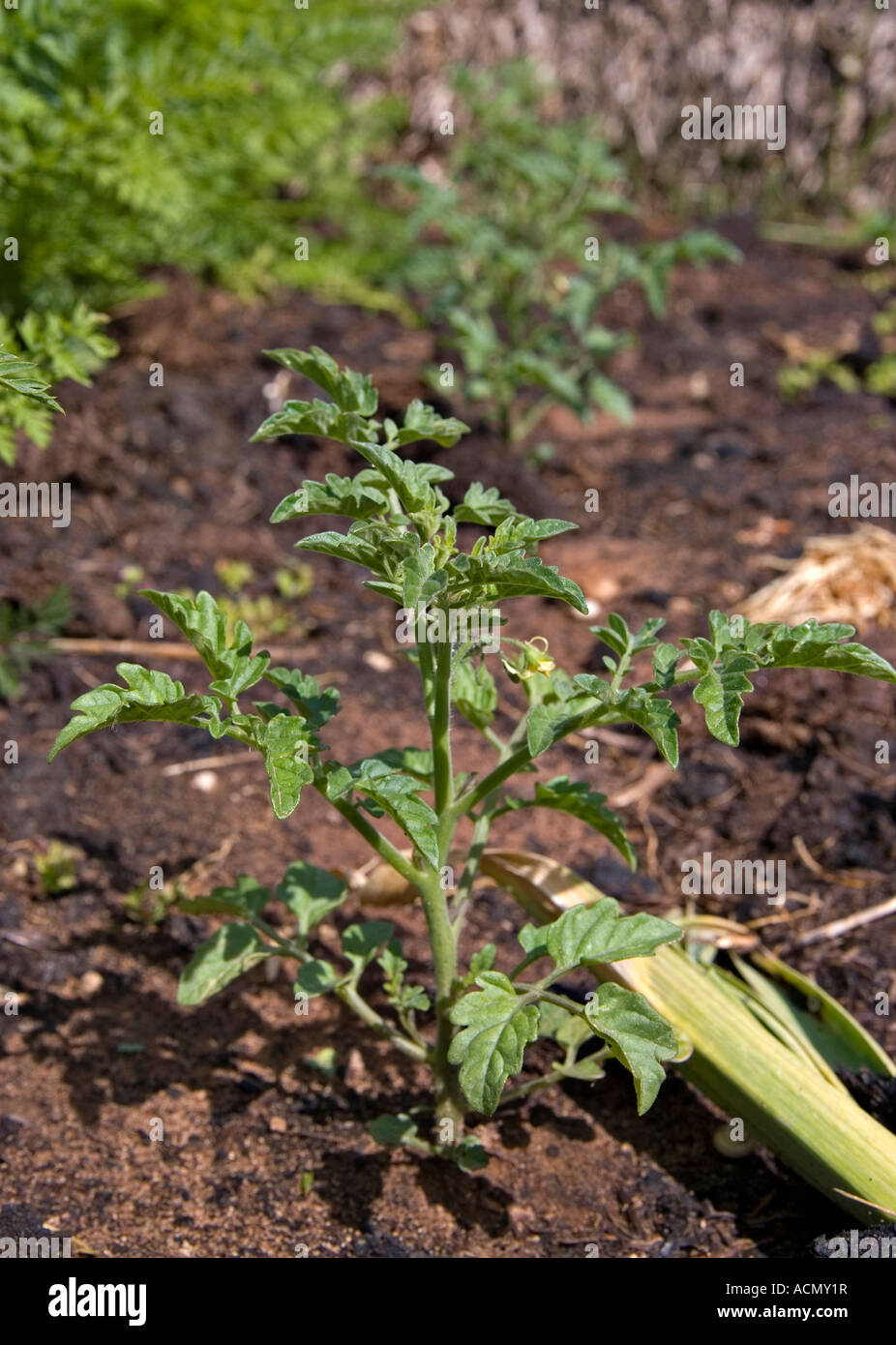 a small tomato plant growing in the vegetable garden Stock Photo - Alamy