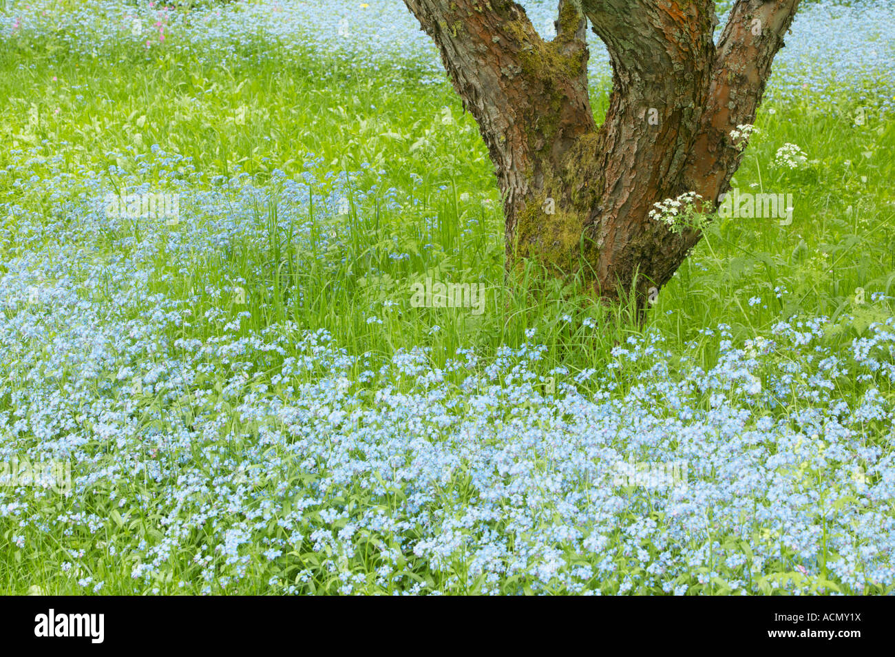Forget me not flowers and plants hi-res stock photography and images ...