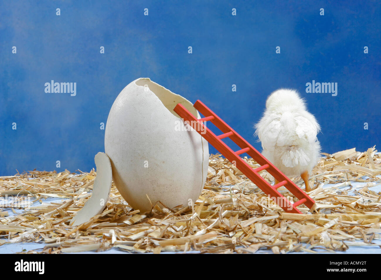 Hen standing next to egg hi-res stock photography and images - Alamy