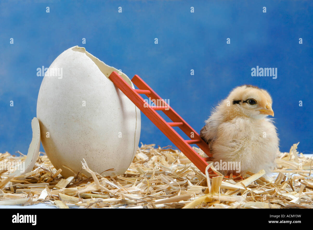 chick on ladder next to egg Stock Photo - Alamy