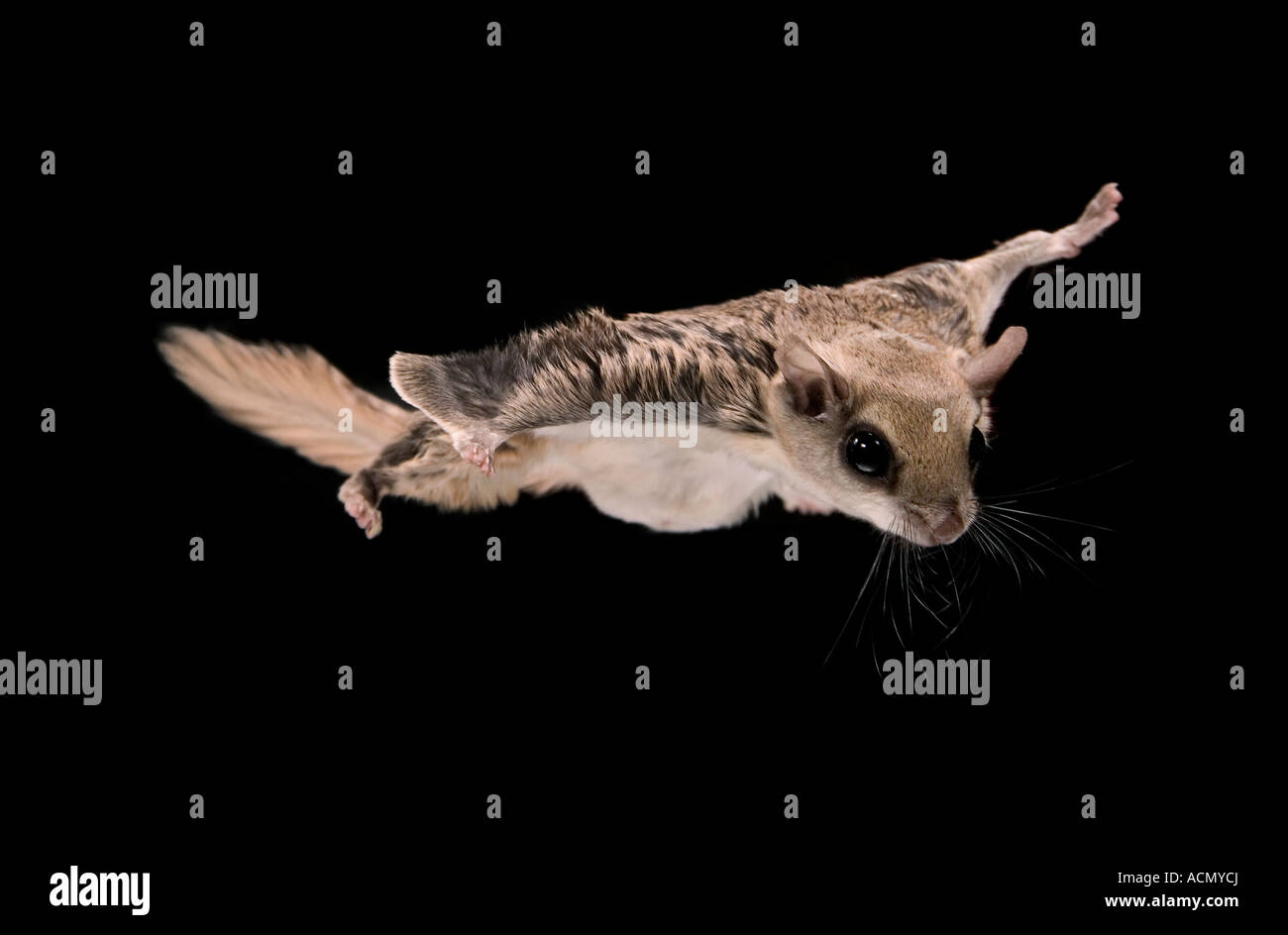 Northern Flying Squirrel Gliding