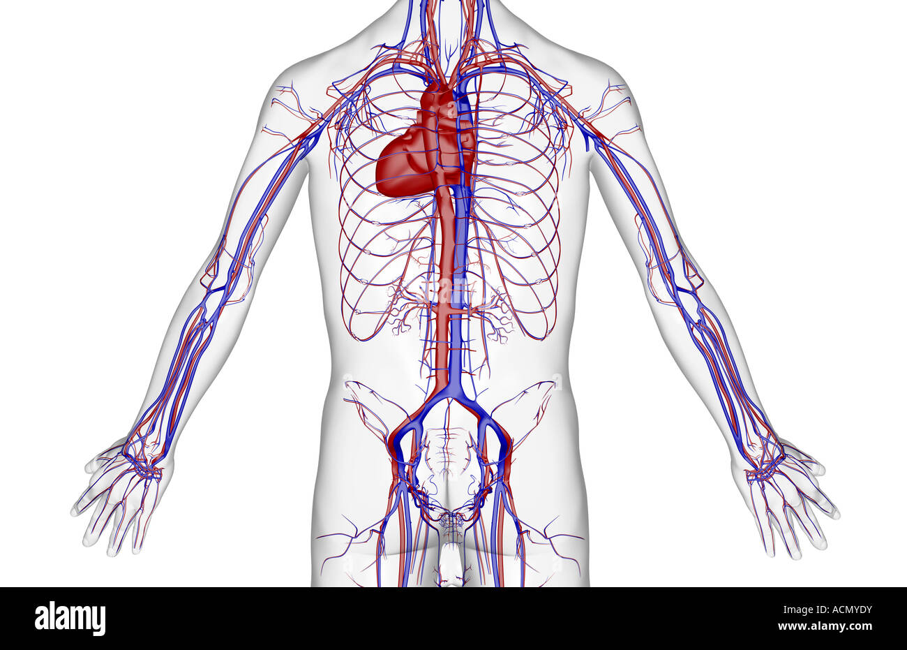 Trunk blood supply hi-res stock photography and images - Alamy