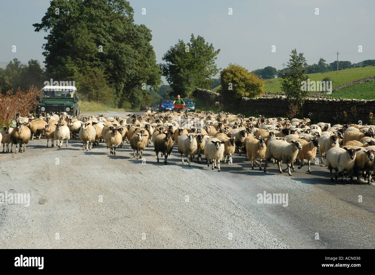 Sheep on road Yorkshire England Stock Photo - Alamy