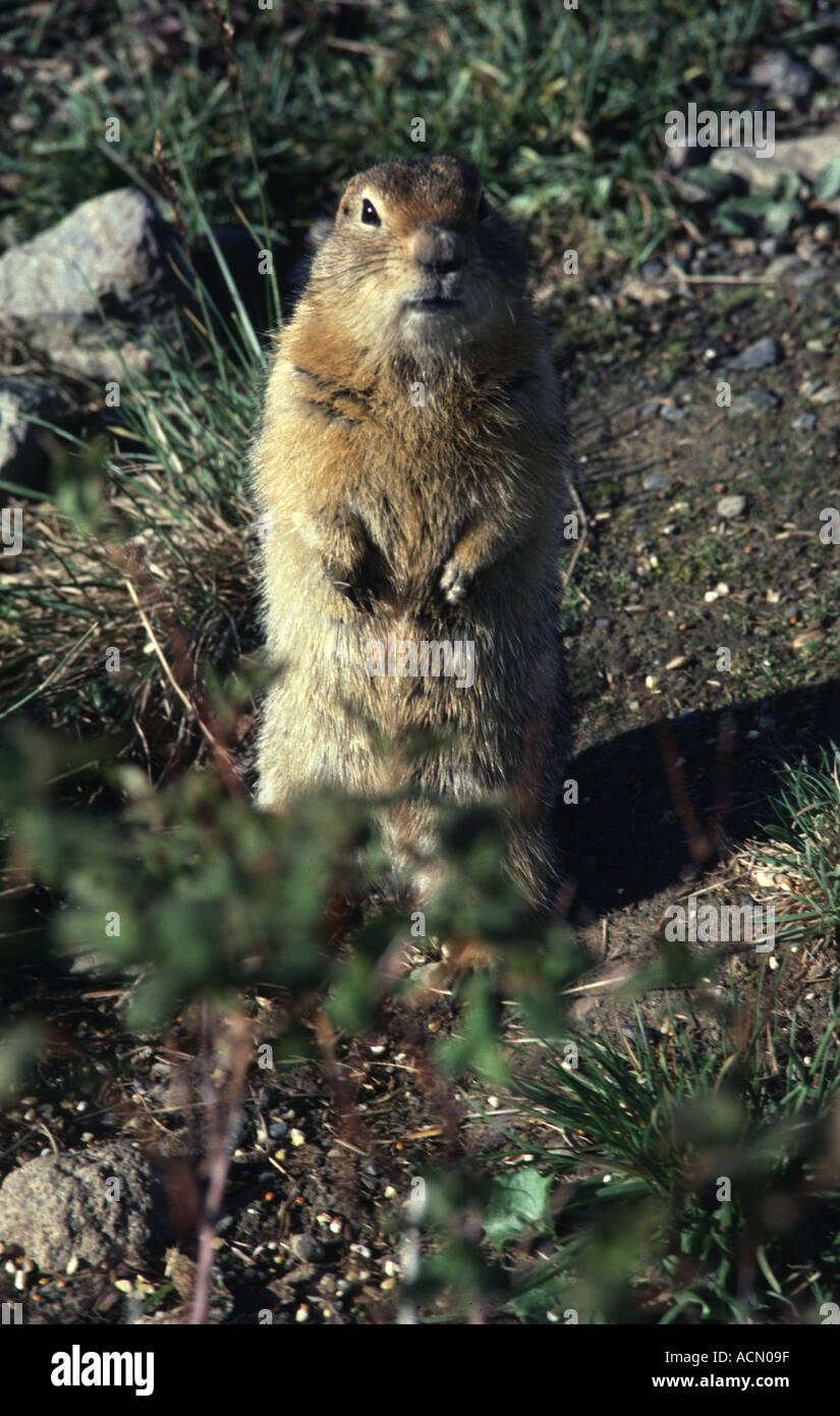 The canol heritage trail hi-res stock photography and images - Alamy