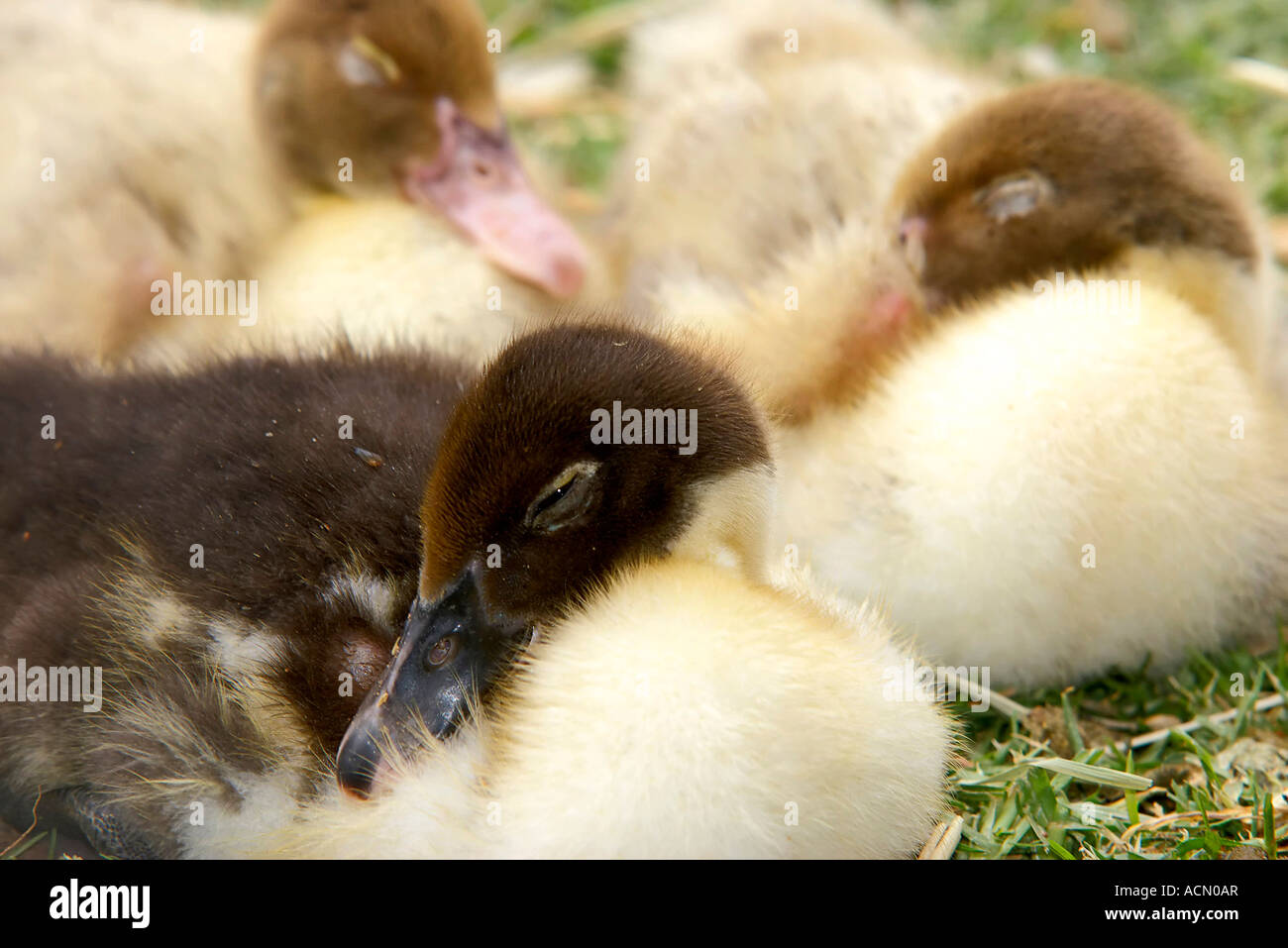 three cute and fluffy ducklings lay sleeping on the grass Stock Photo ...