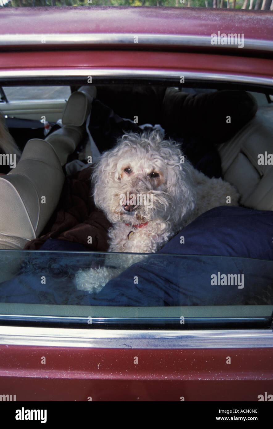 Homeless in us with a dog hi-res stock photography and images - Alamy