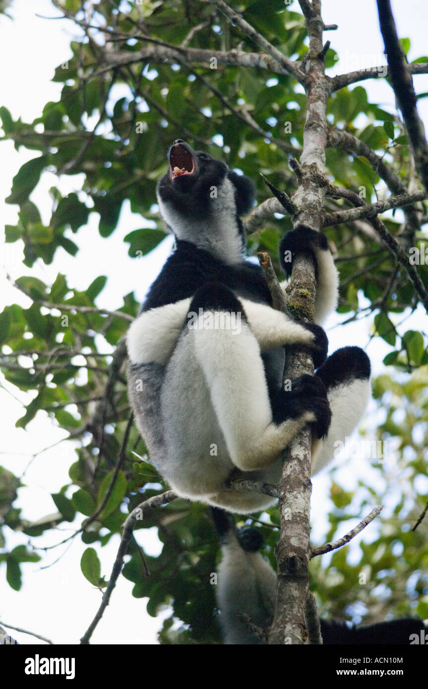 Indri Lemur (Indri indri) WILD Andasibe-Mantadia National Park, Perinet Reserve Madagascar ...