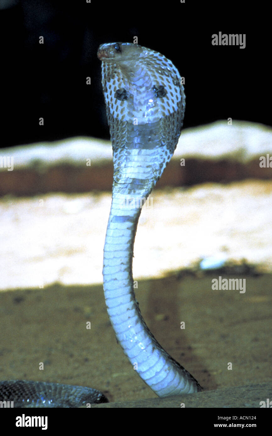Cobra India. Natural history. Wildlife Stock Photo - Alamy