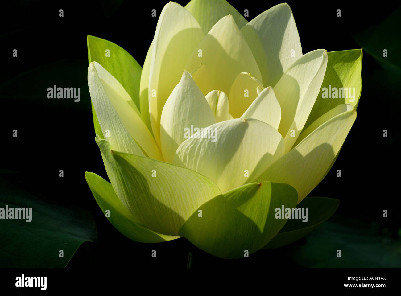 Opened lotus hi-res stock photography and images - Alamy