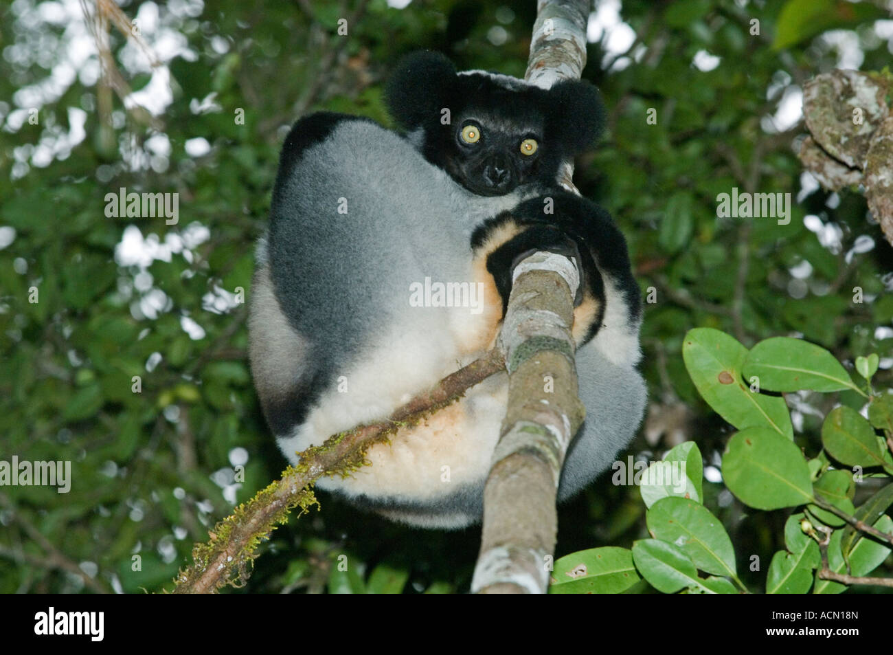 Indri Lemur (Indri indri) WILD Andasibe-Mantadia National Park, Perinet ...