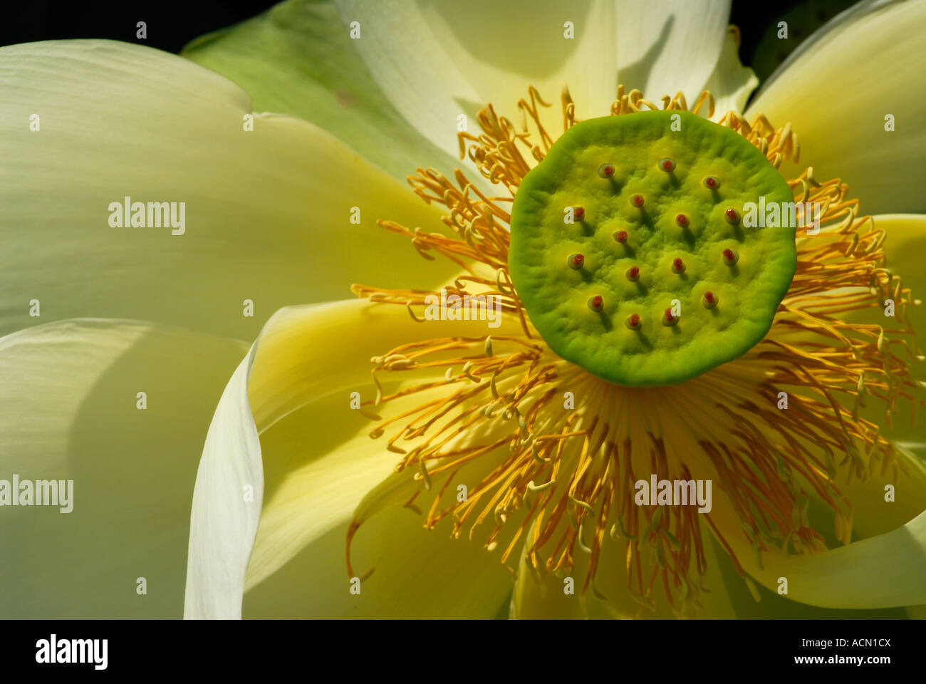 Open lotus hi-res stock photography and images - Alamy