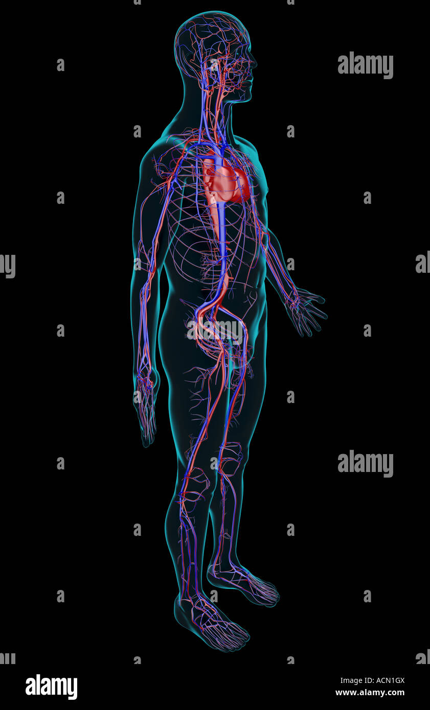The vascular system Stock Photo - Alamy