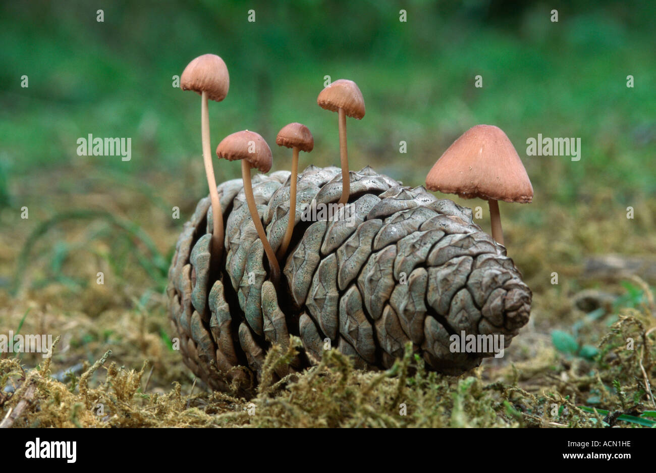 Conifercone cap hi-res stock photography and images - Alamy