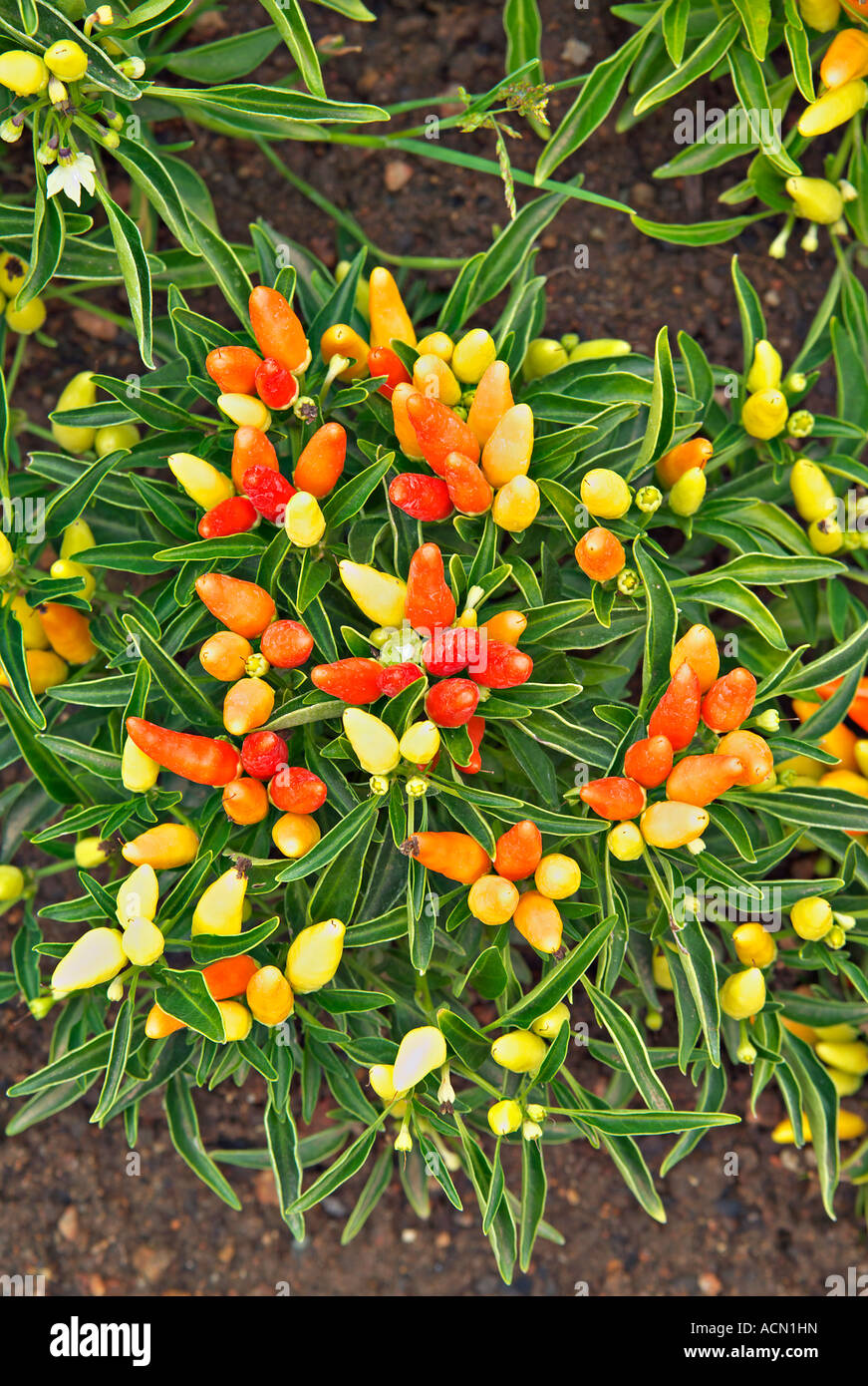 top down view of a bush with heaps of red yellow and orange hot spicy ...