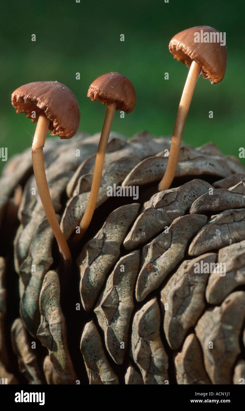 Conifercone cap hi-res stock photography and images - Alamy