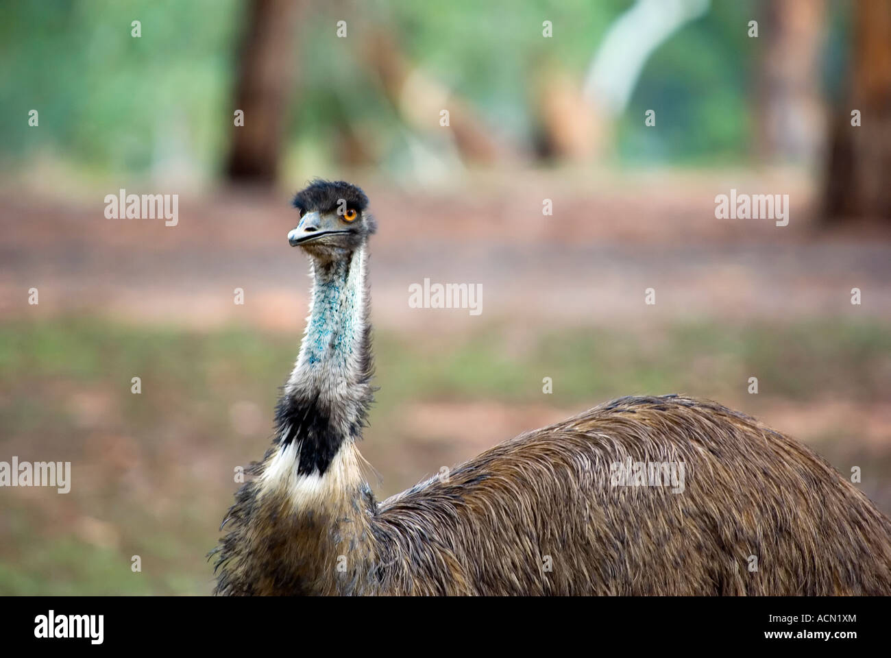 Emu look hi-res stock photography and images - Alamy