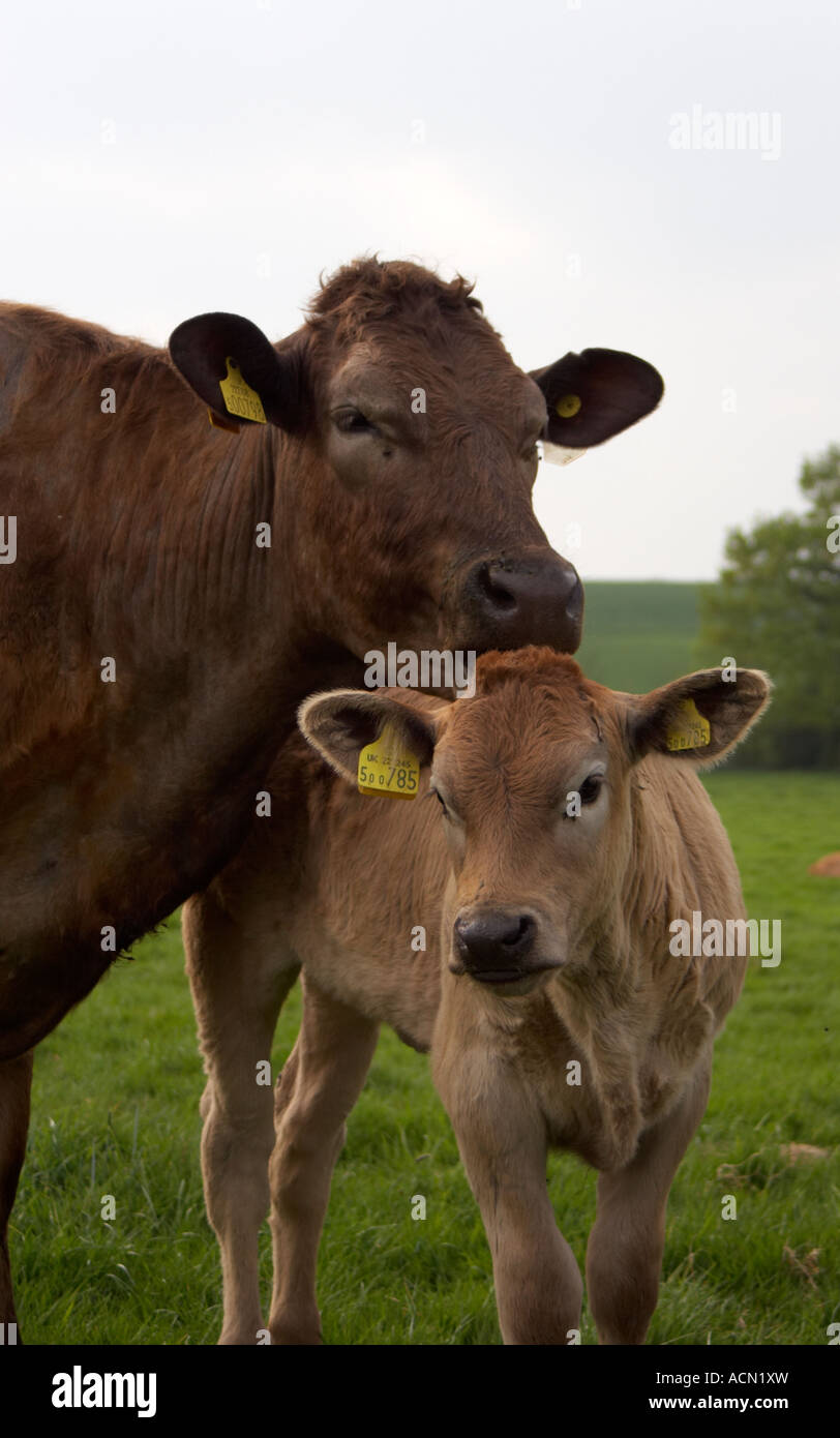 Cow and Calf Stock Photo - Alamy