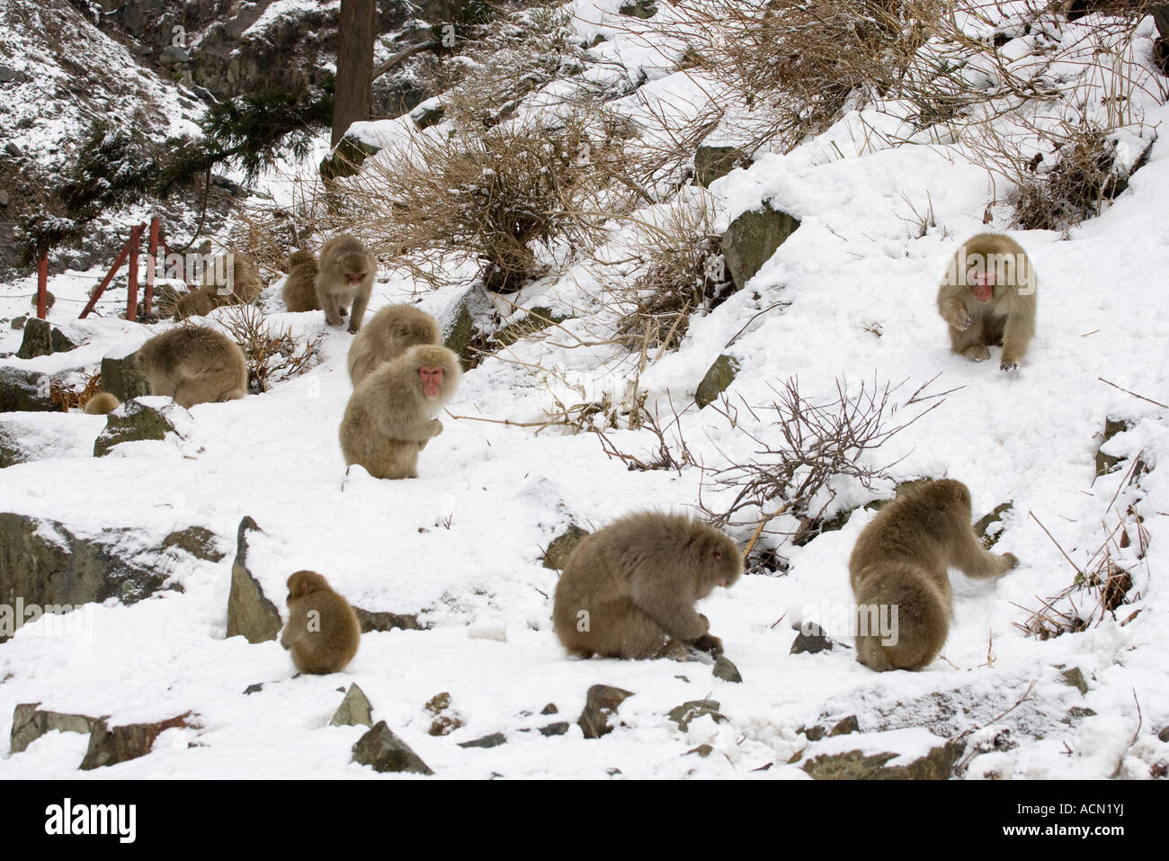 Snow Monkeys in the Snow Stock Photo - Alamy