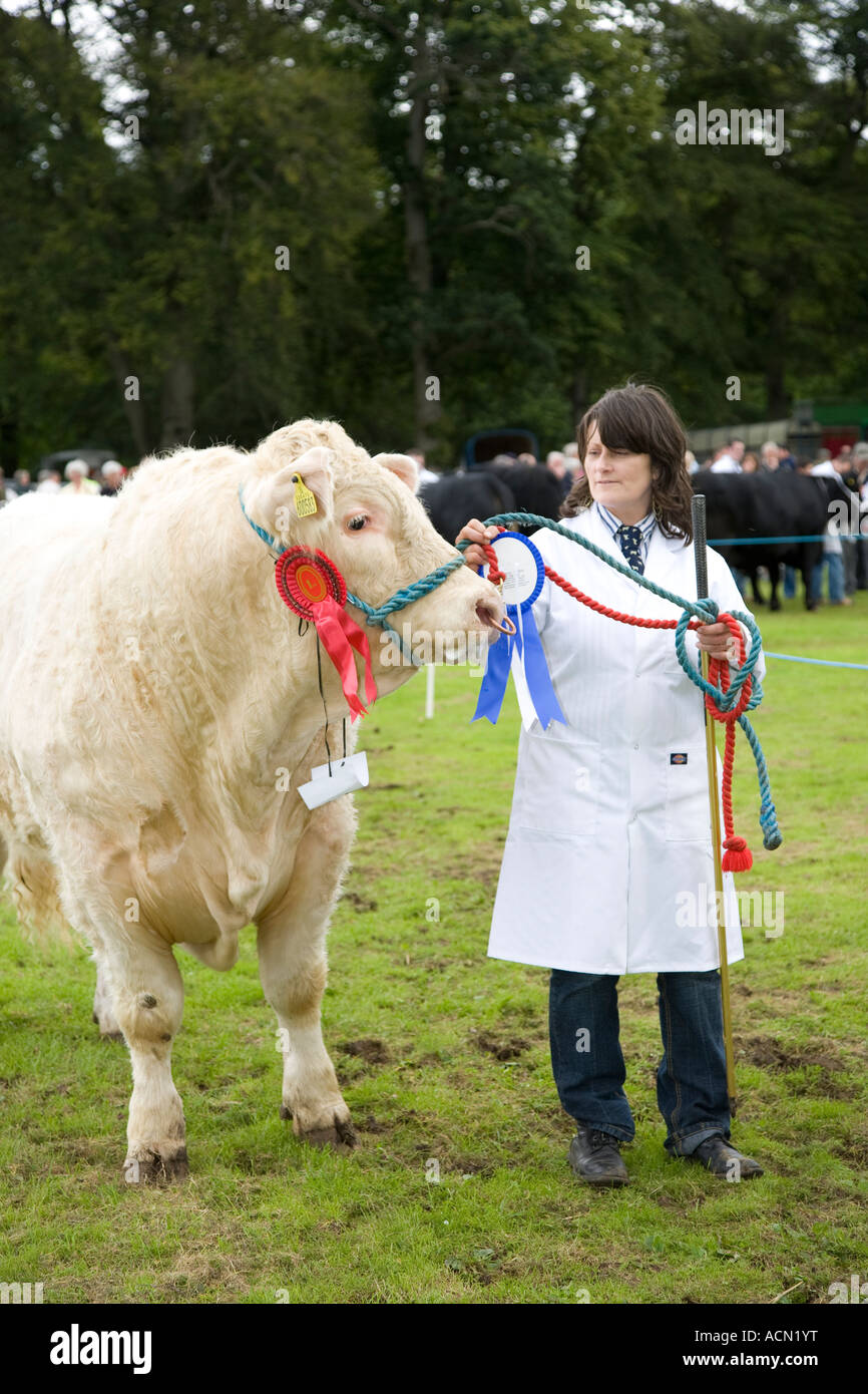 Cattle at Banchory agricultural farm summer show, Aberdeenshire ...