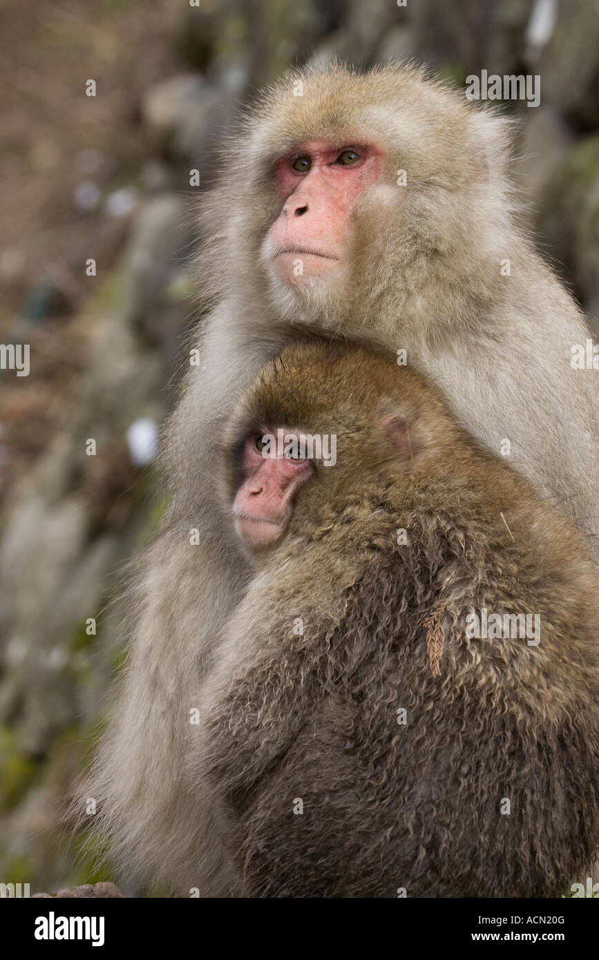 Snow monkey mom and young Stock Photo - Alamy