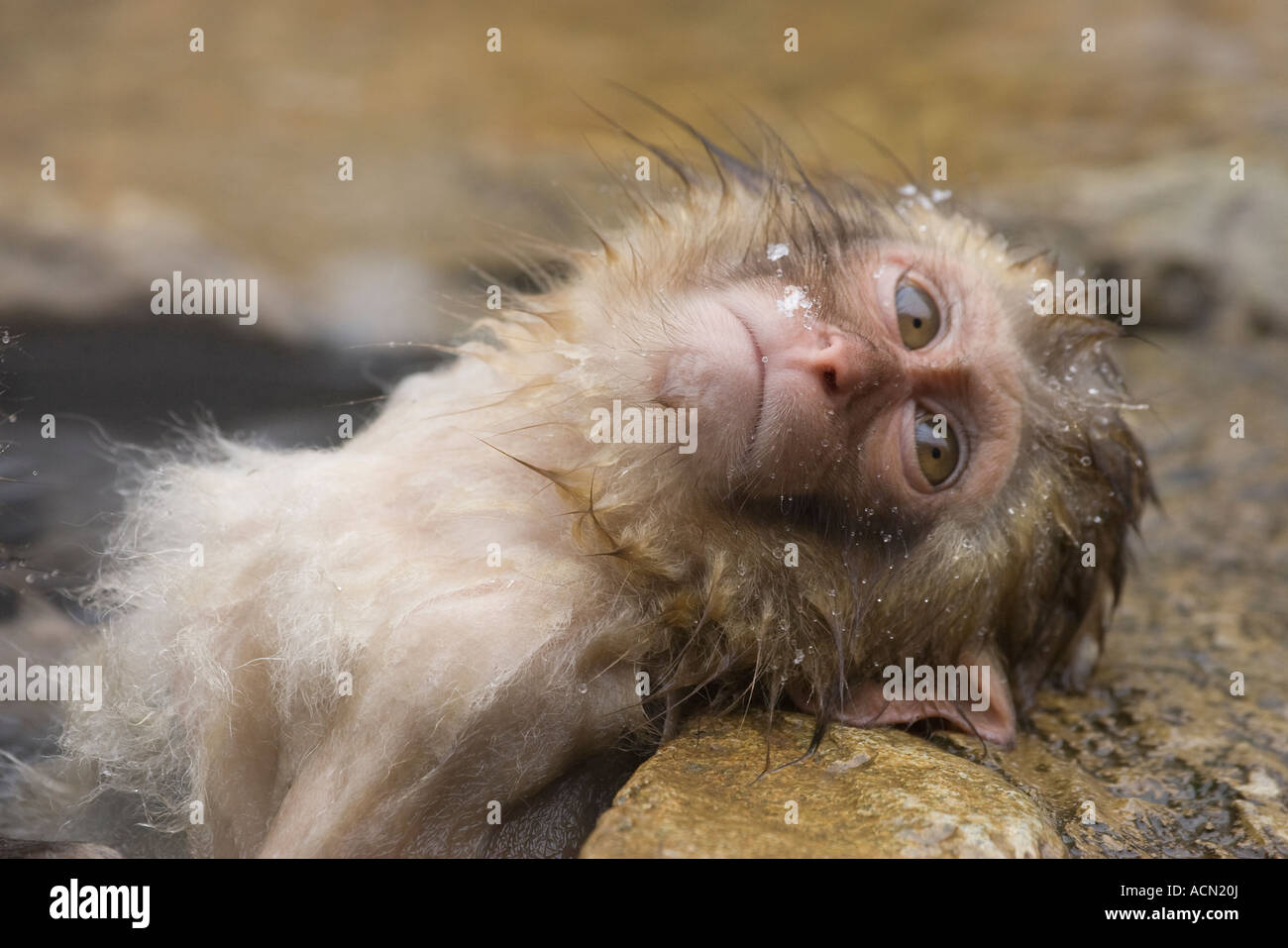 Young snow monkey lying back and looking up Stock Photo - Alamy