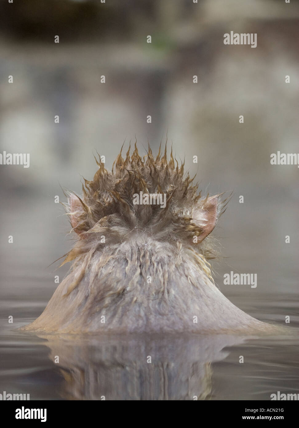 Bad monkey hi-res stock photography and images - Alamy