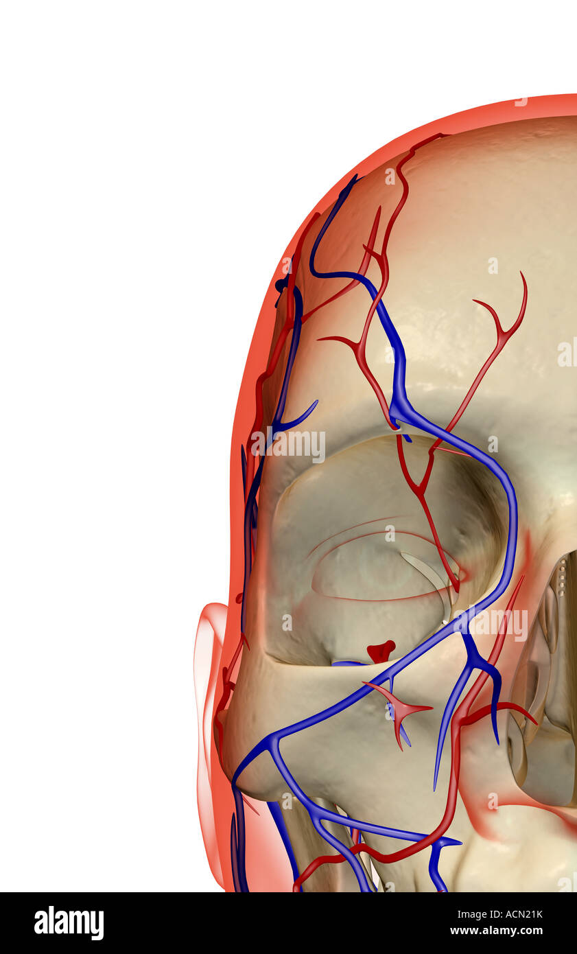 Facial Artery High Resolution Stock Photography and Images - Alamy