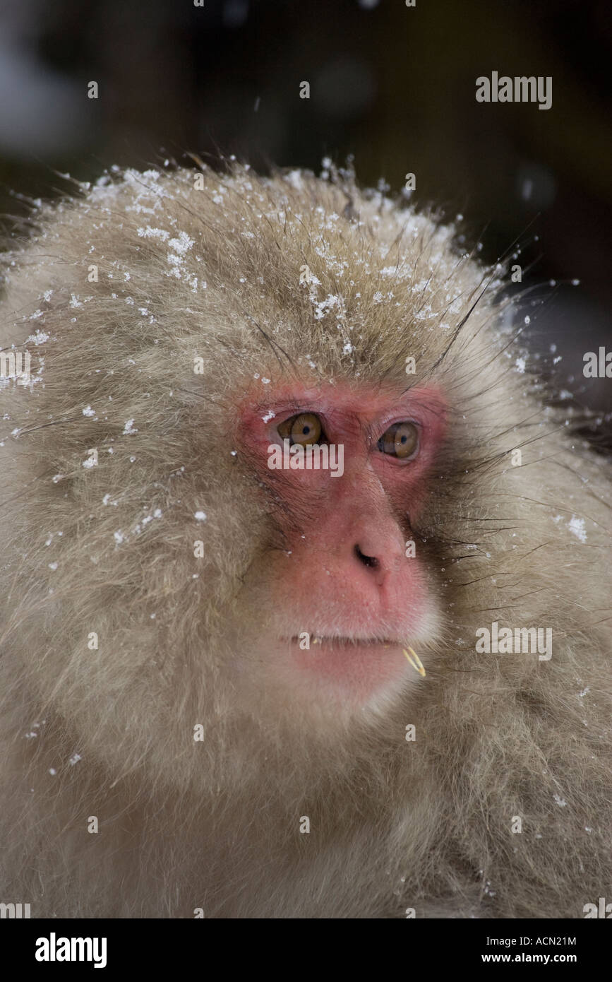 Snow Monkey Portrait Stock Photo - Alamy
