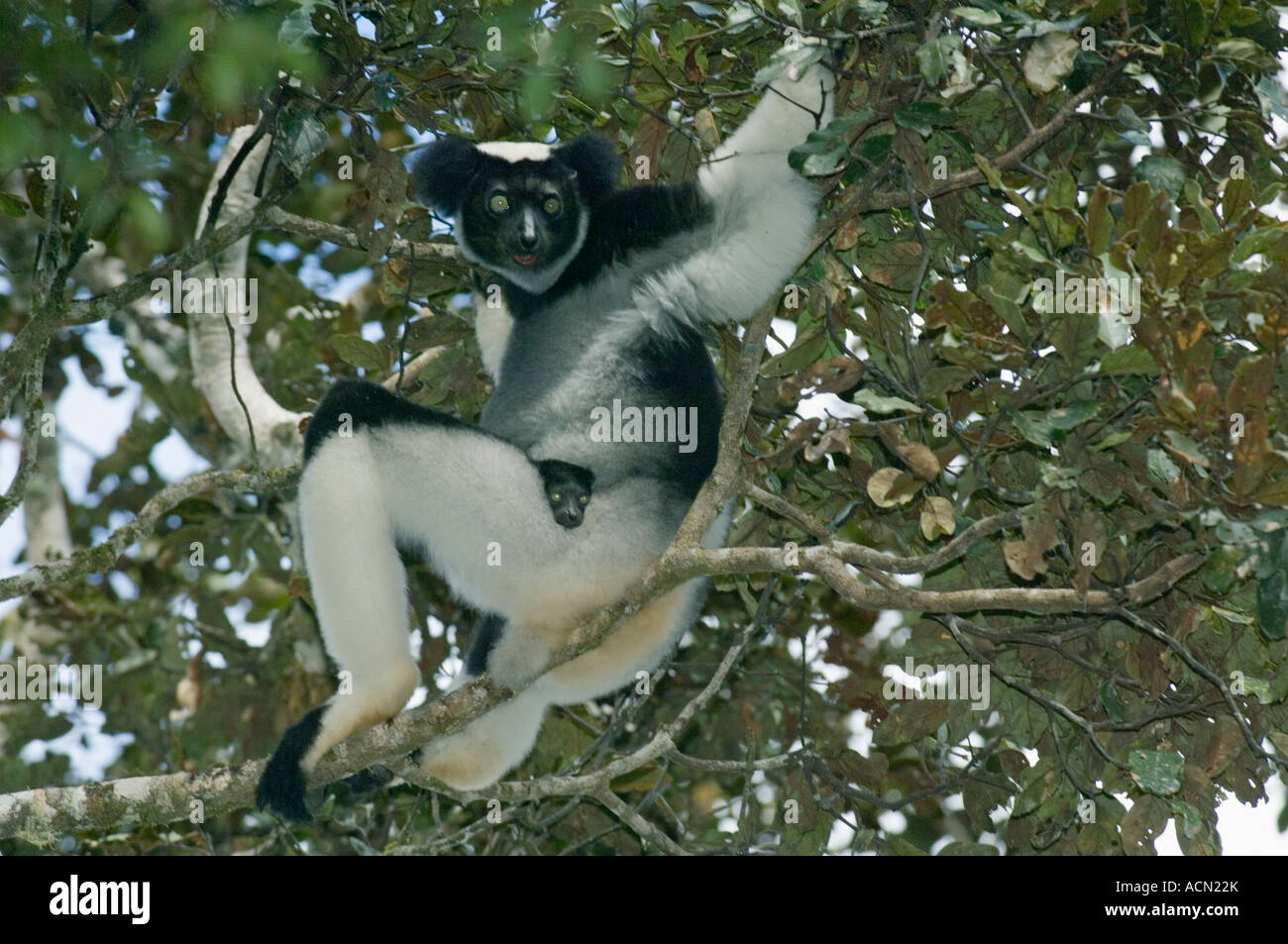 Indri Lemur (Indri indri) WILD Andasibe-Mantadia National Park, Perinet ...