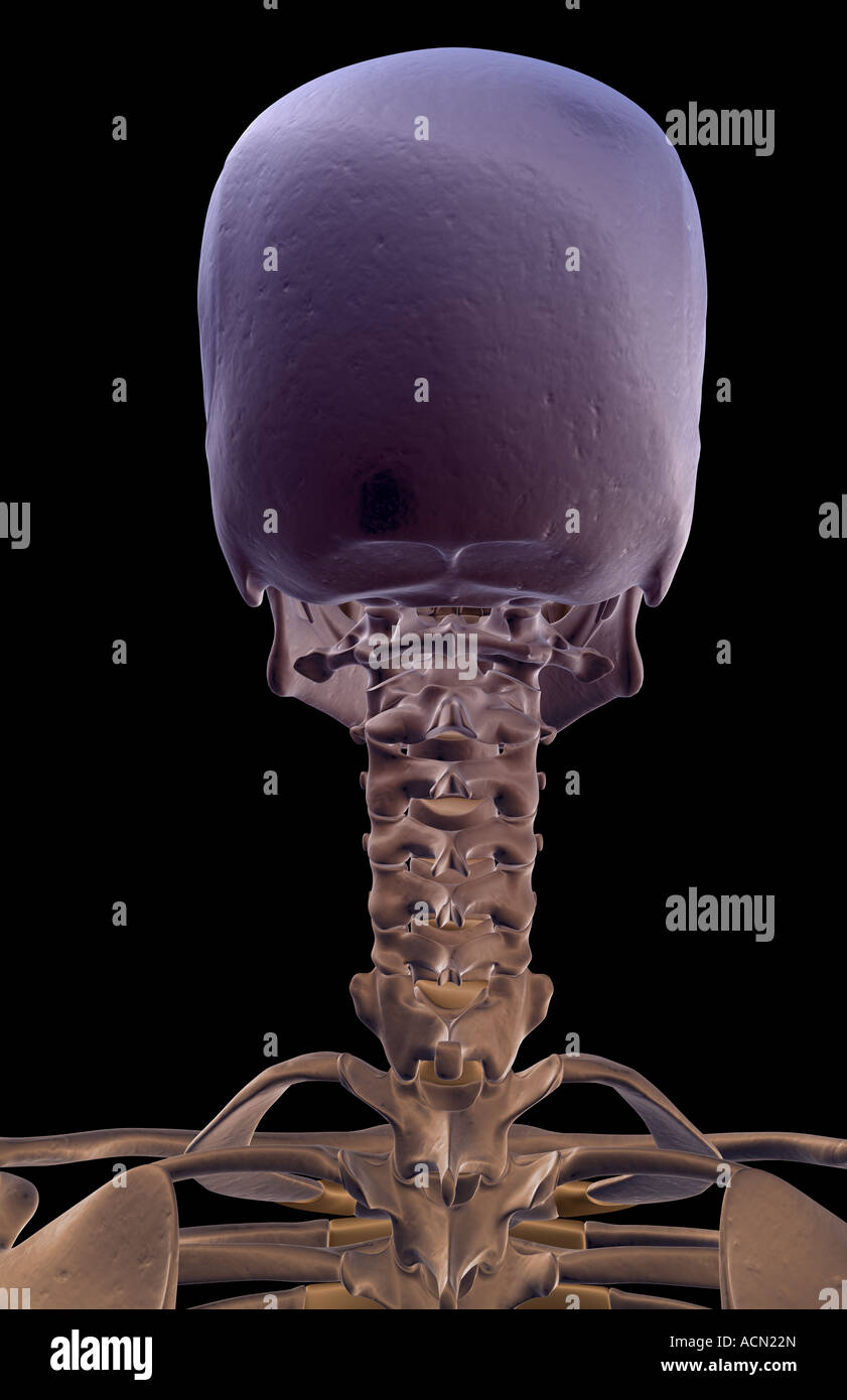 The bones of the head and neck Stock Photo - Alamy