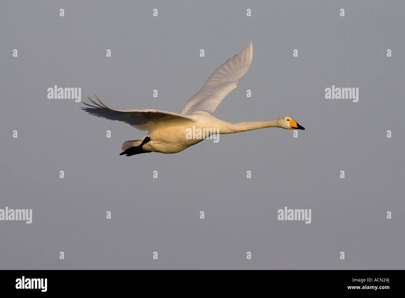 Whooper Swan in flight Stock Photo - Alamy