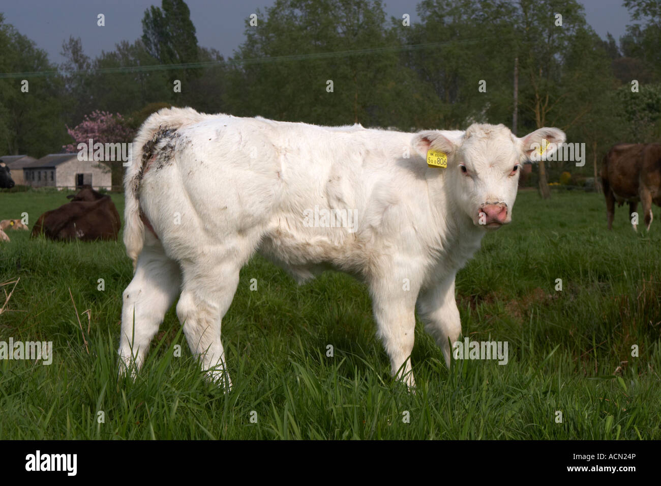 Muscular calf hi-res stock photography and images - Alamy