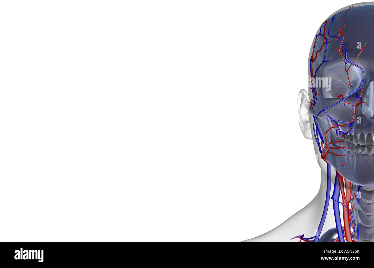 The blood supply of the face Stock Photo - Alamy