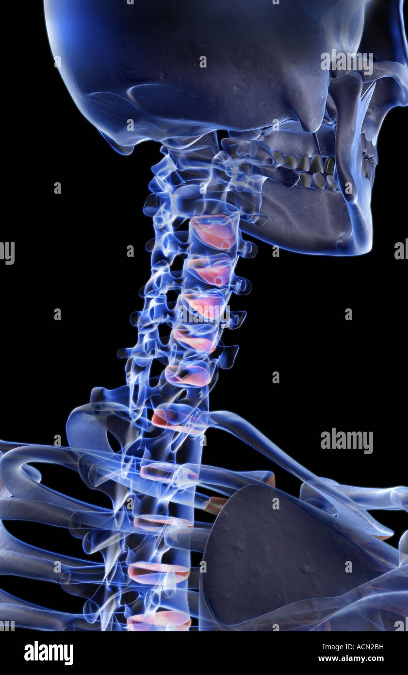 The bones of the neck Stock Photo - Alamy
