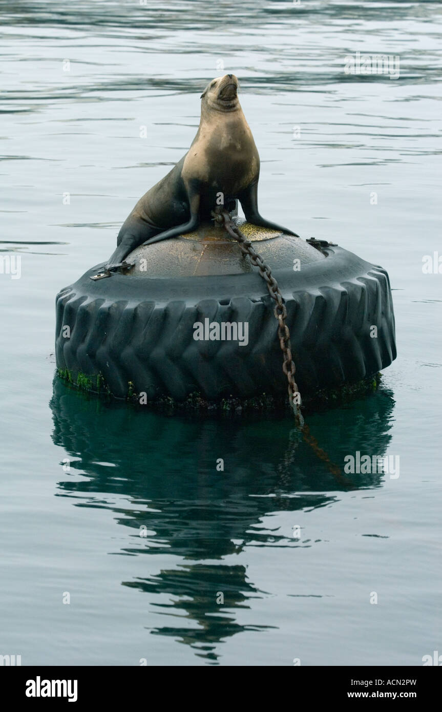 Sealions on buoy hi-res stock photography and images - Alamy