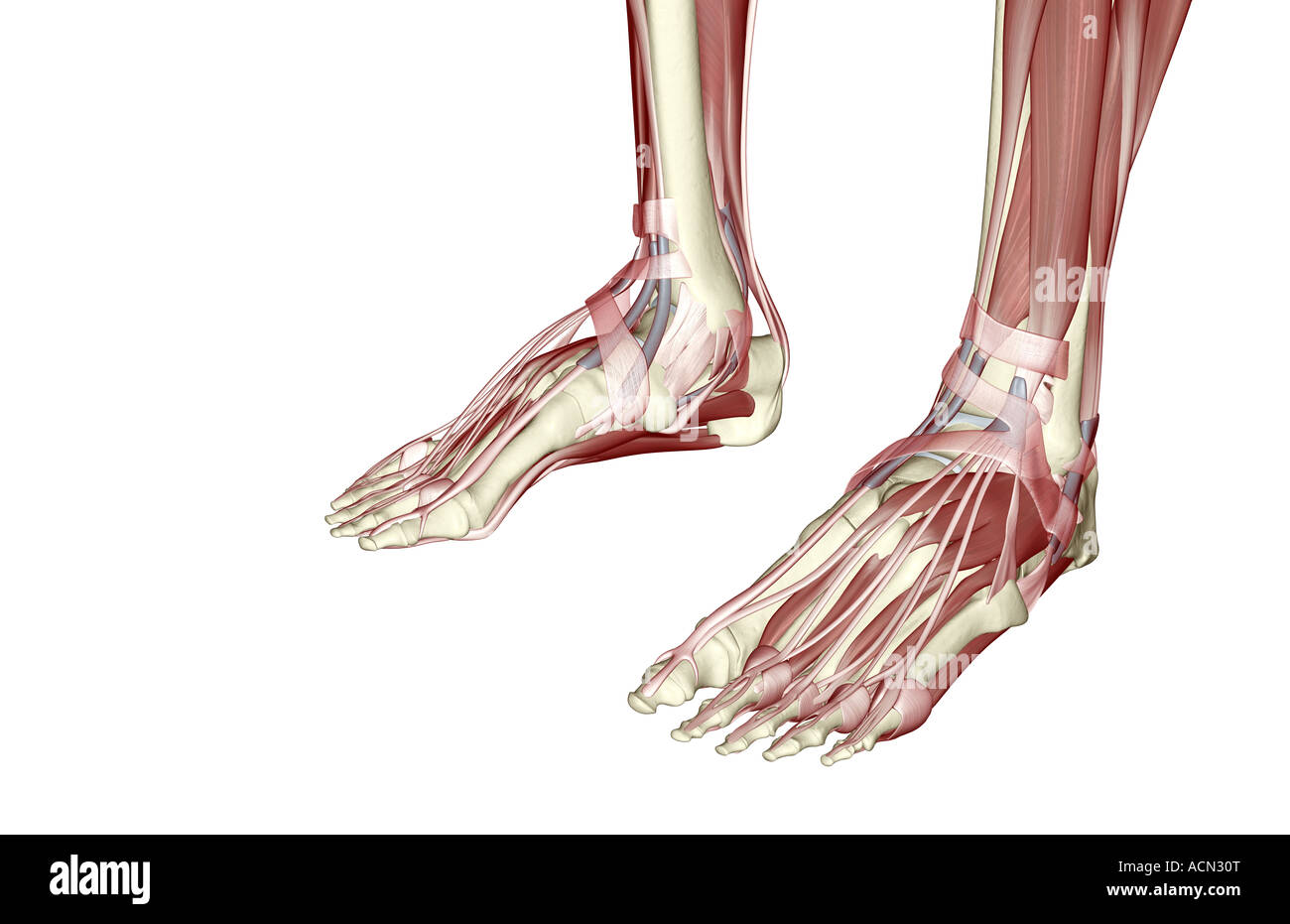 The muscles of the feet Stock Photo - Alamy