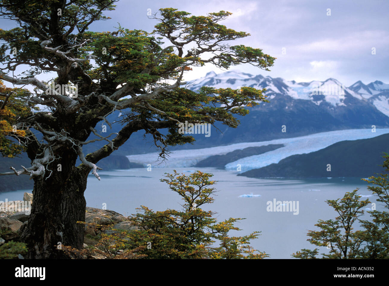 Wind blasted tree at Grey Glacier and Lago Grey in Torres del Paine ...