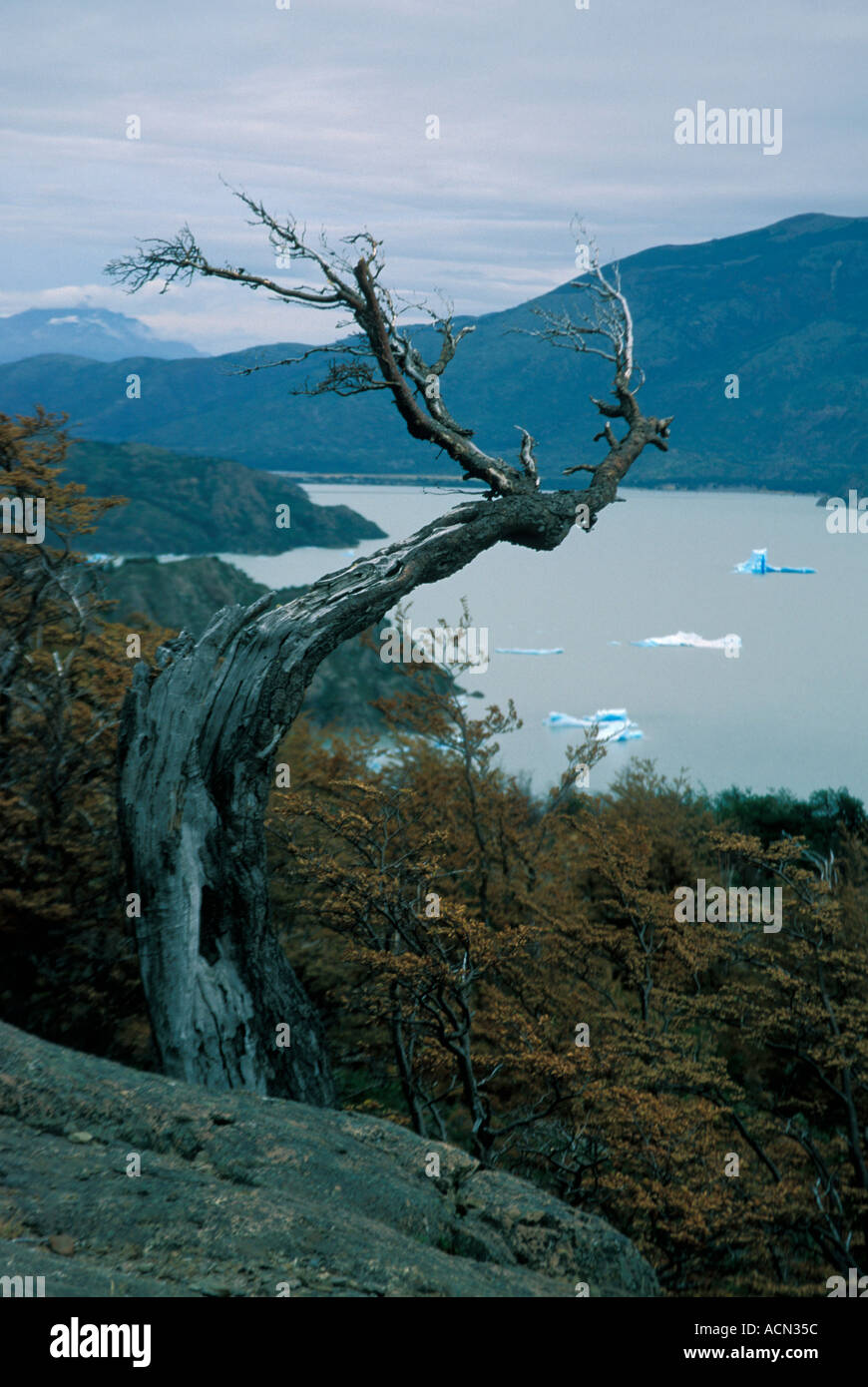 Wind blasted tree overlooking Lago Grey and icebergs Stock Photo - Alamy