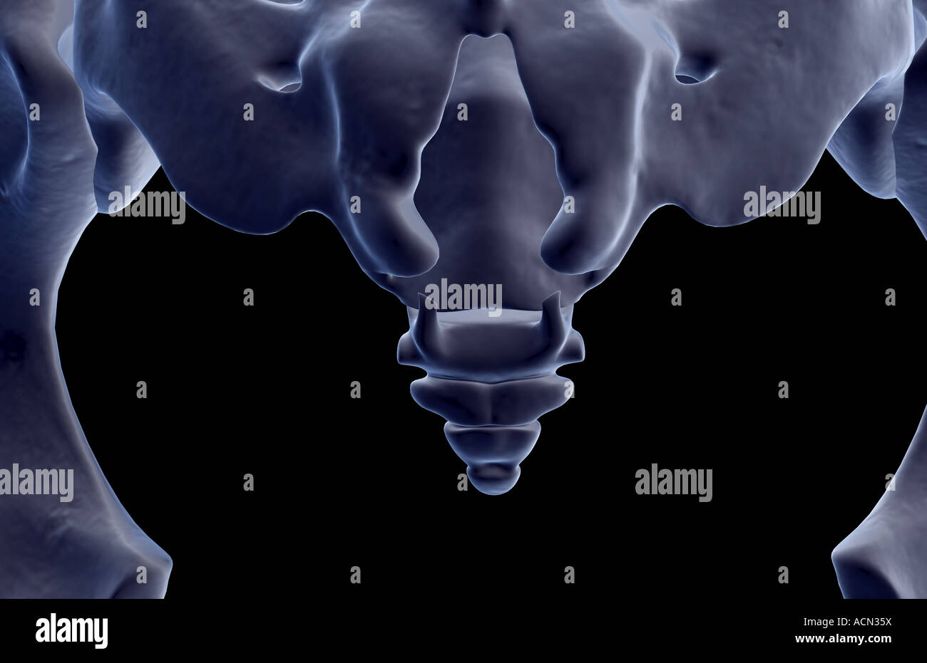 The bones of the tail bone Stock Photo - Alamy