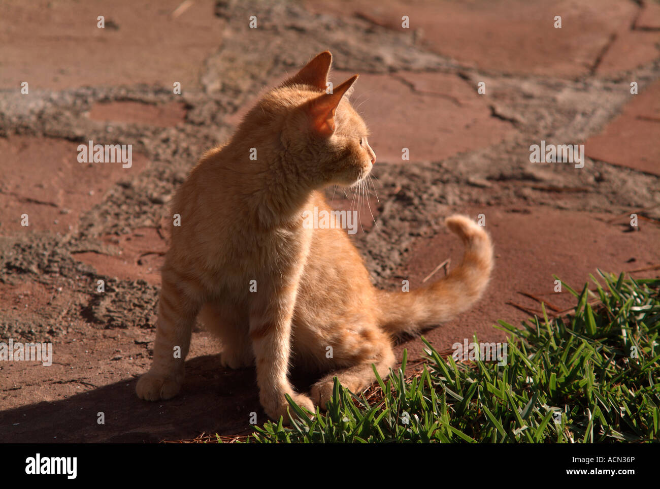 Ginger domestic cat sat down at a garden Stock Photo - Alamy