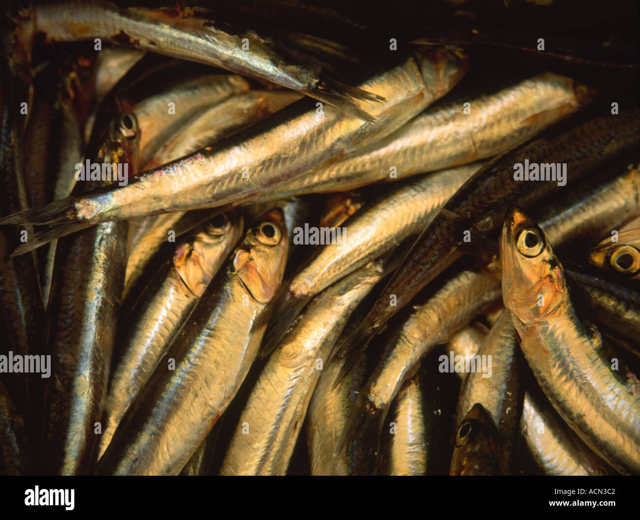 Split fish hi-res stock photography and images - Alamy