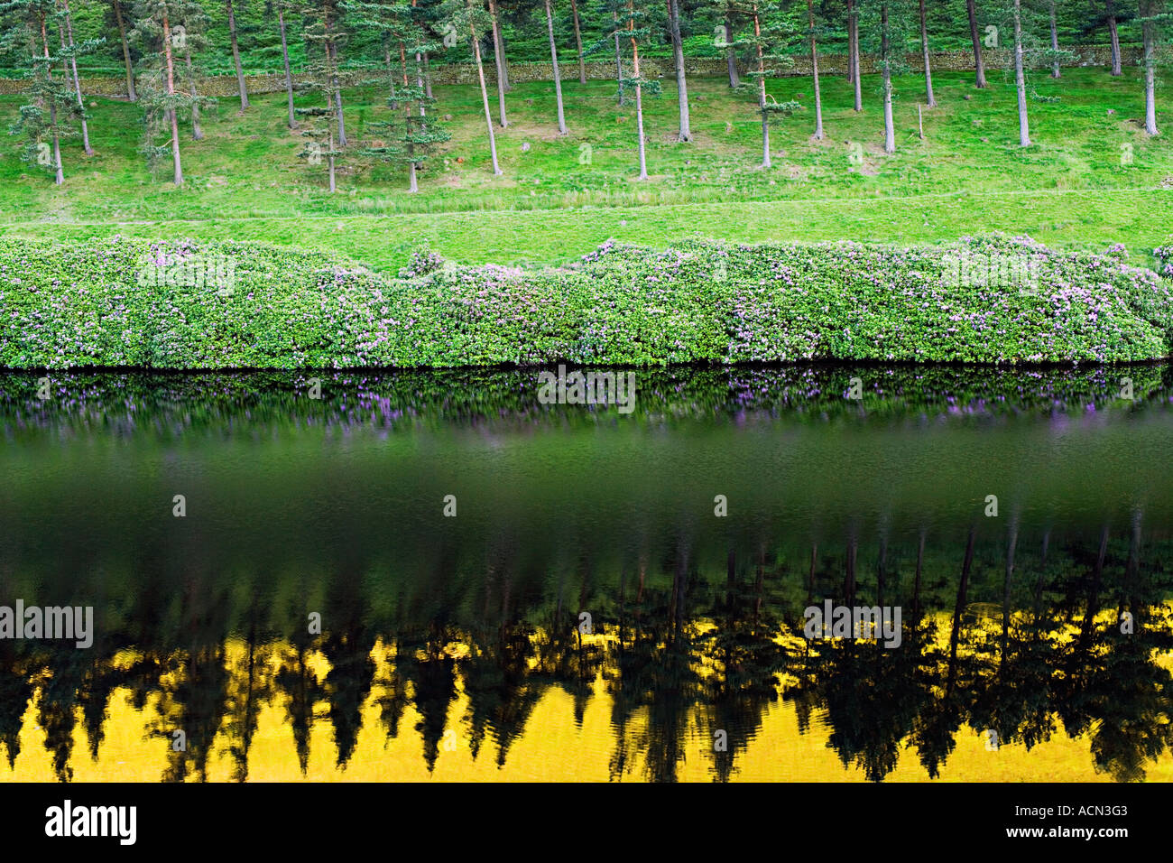 Ladybower Reservoir The Reflections Of Pine Trees Onto The Calm Waters ...