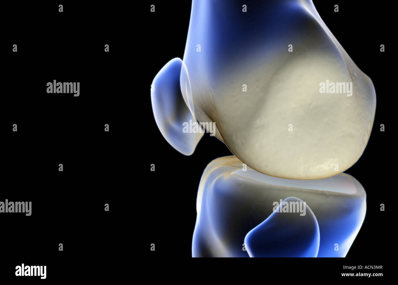 The bones of the knee Stock Photo - Alamy