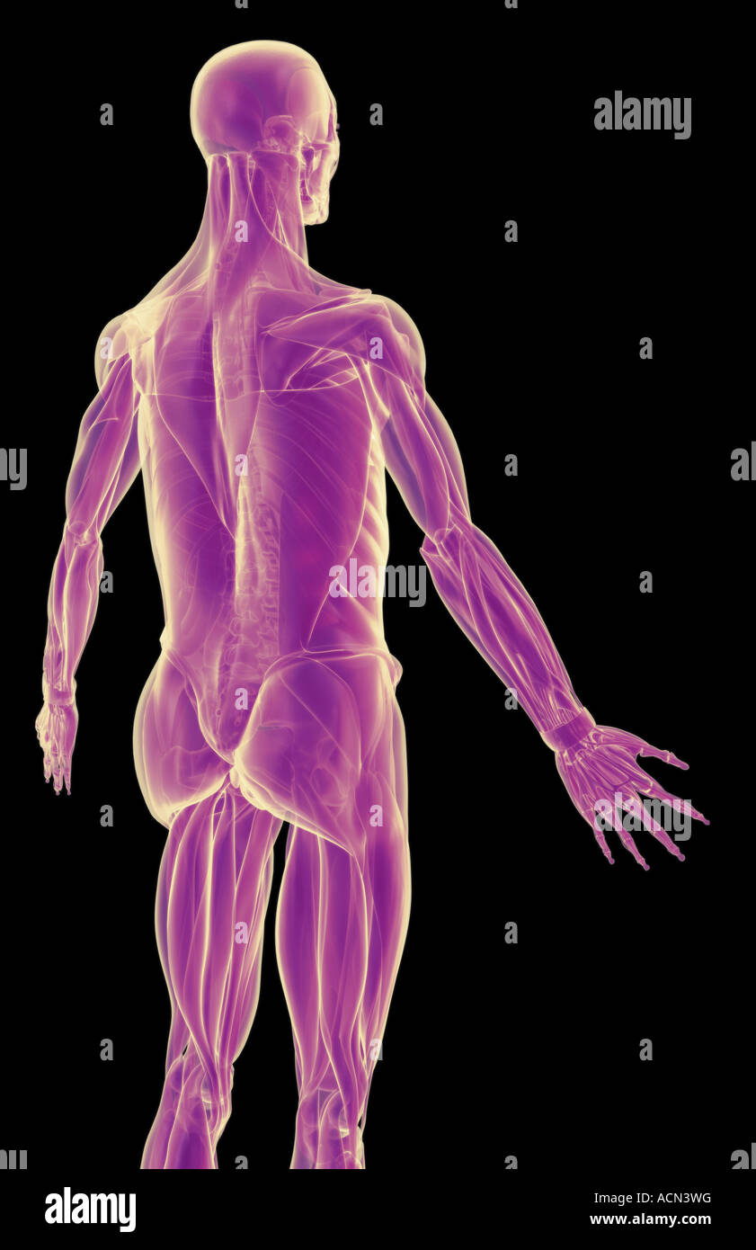 The muscles of the upper body Stock Photo - Alamy