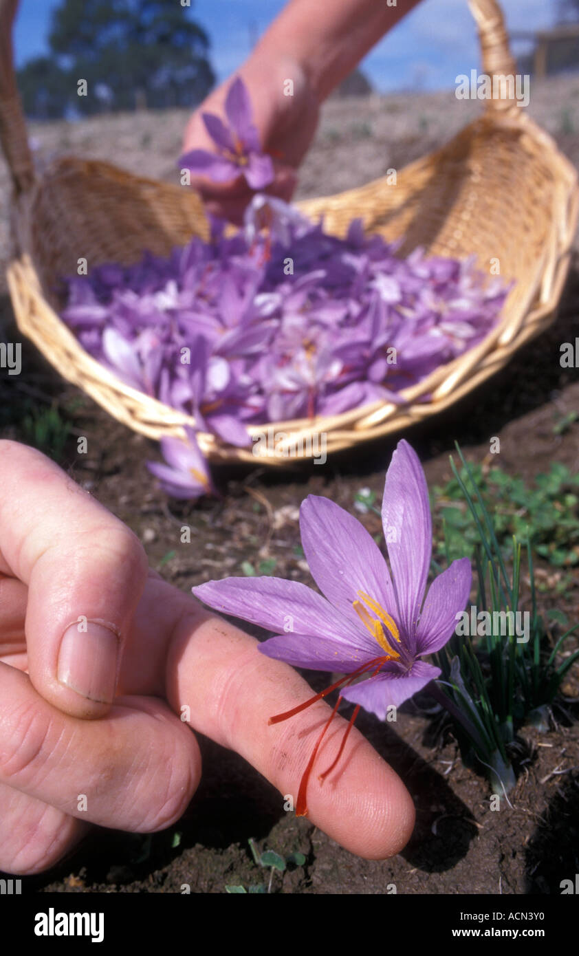 The gourmet spice saffron safron photo by Bruce Miller Stock Photo - Alamy