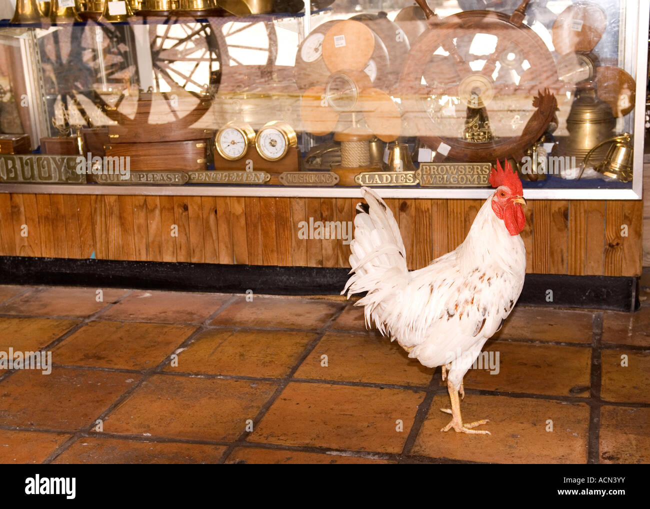 Rooster Inside Shop High Resolution Stock Photography and Images - Alamy