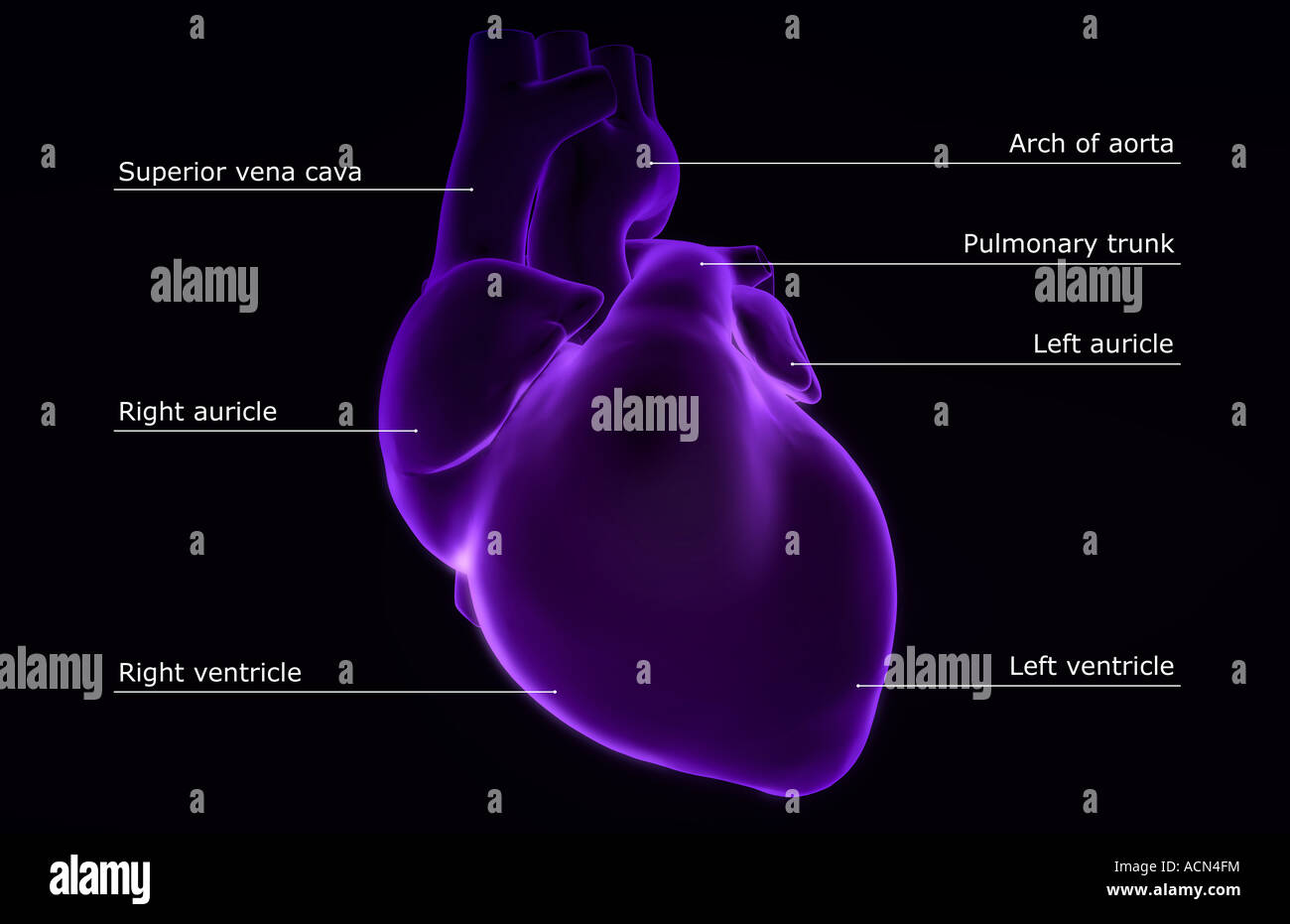 Right Atrium Stock Photos & Right Atrium Stock Images - Alamy