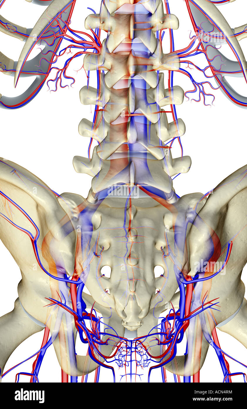 The blood supply of the lower back Stock Photo - Alamy