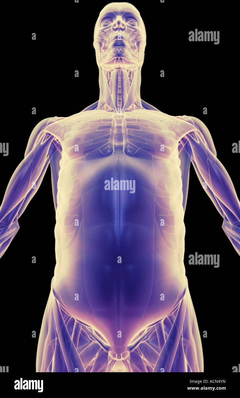 Upper chest muscles anatomy hi-res stock photography and images - Alamy